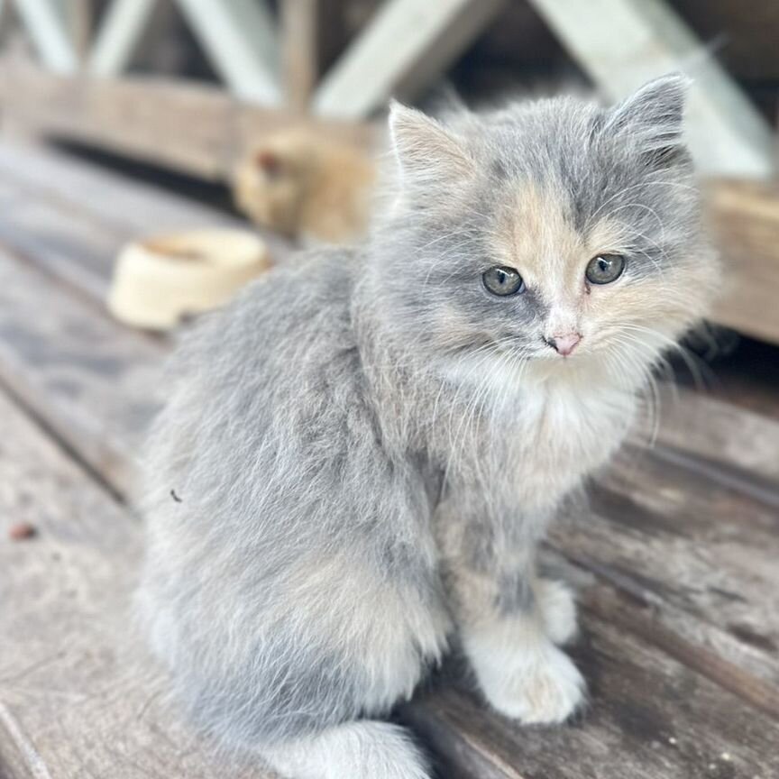 Котёнок в добрые руки