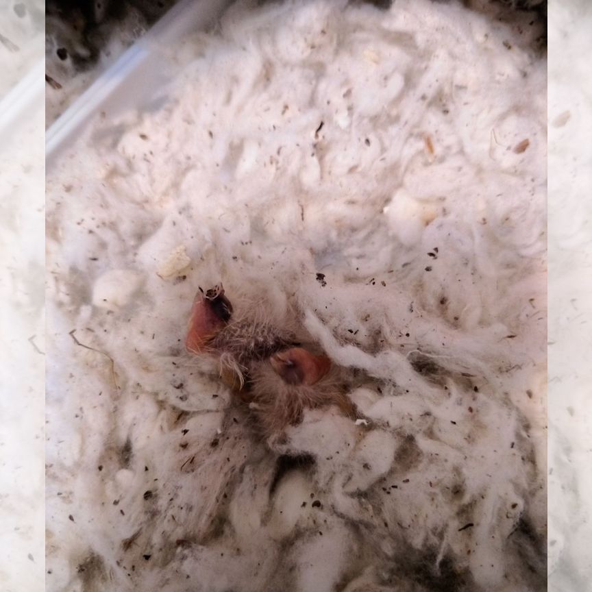 Птенцы Амадины