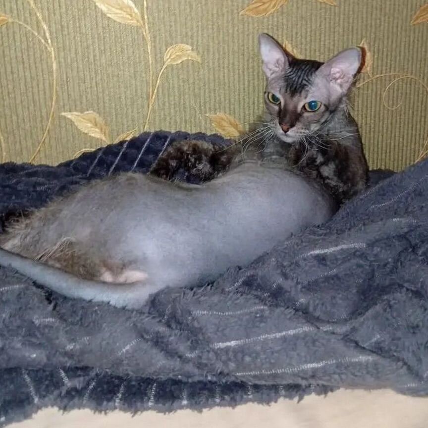 Канадский сфинкс котёнок