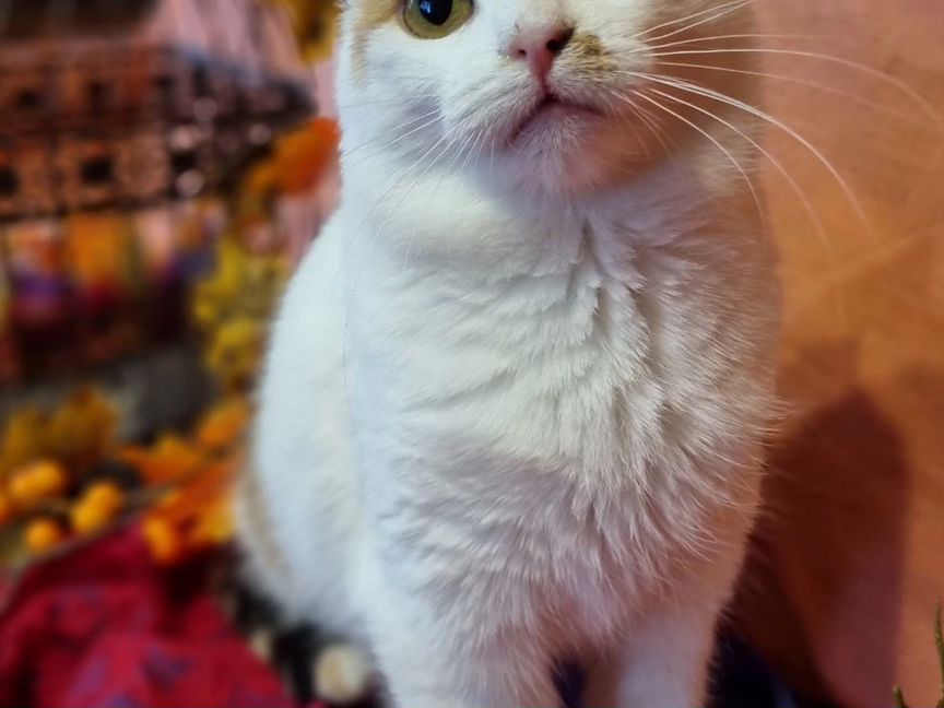 Кошка Катя не плачь