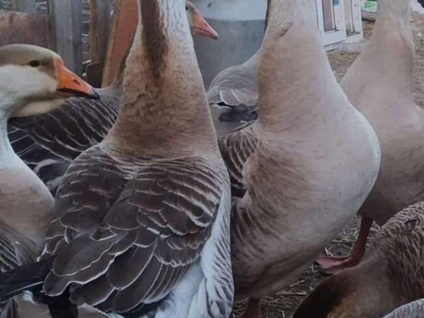 Холмогорские гуси