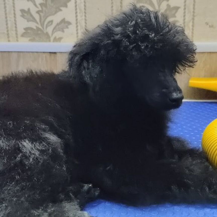 Щенки той пуделя