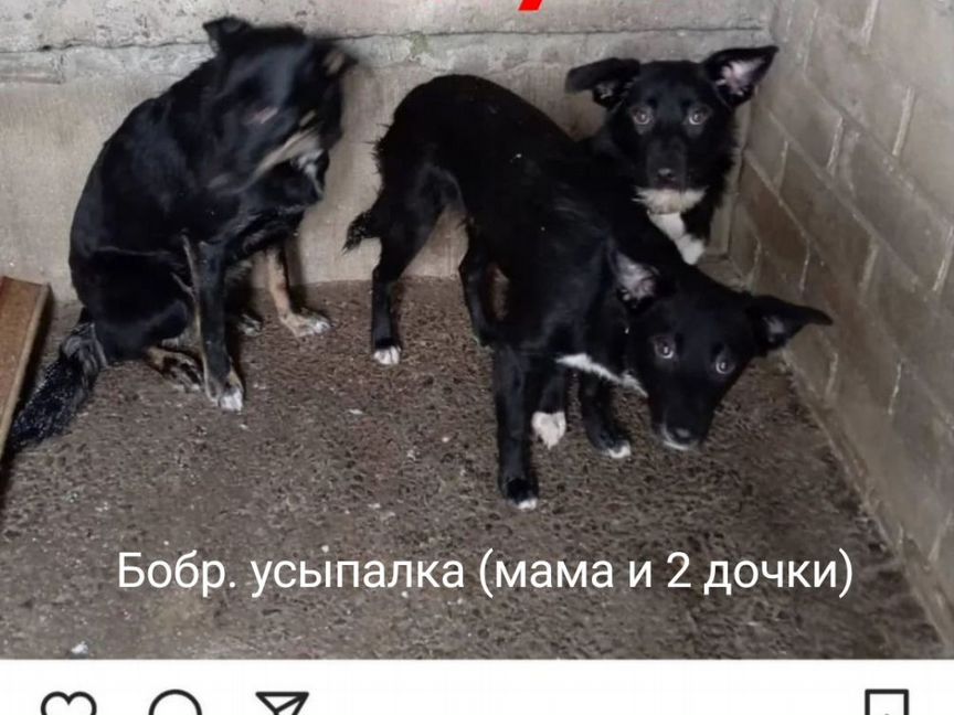 Маленькие мама и две дочки ищут дом
