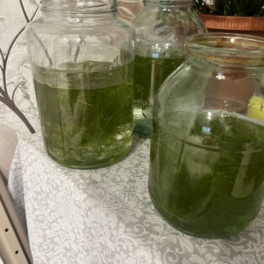 Роголистник