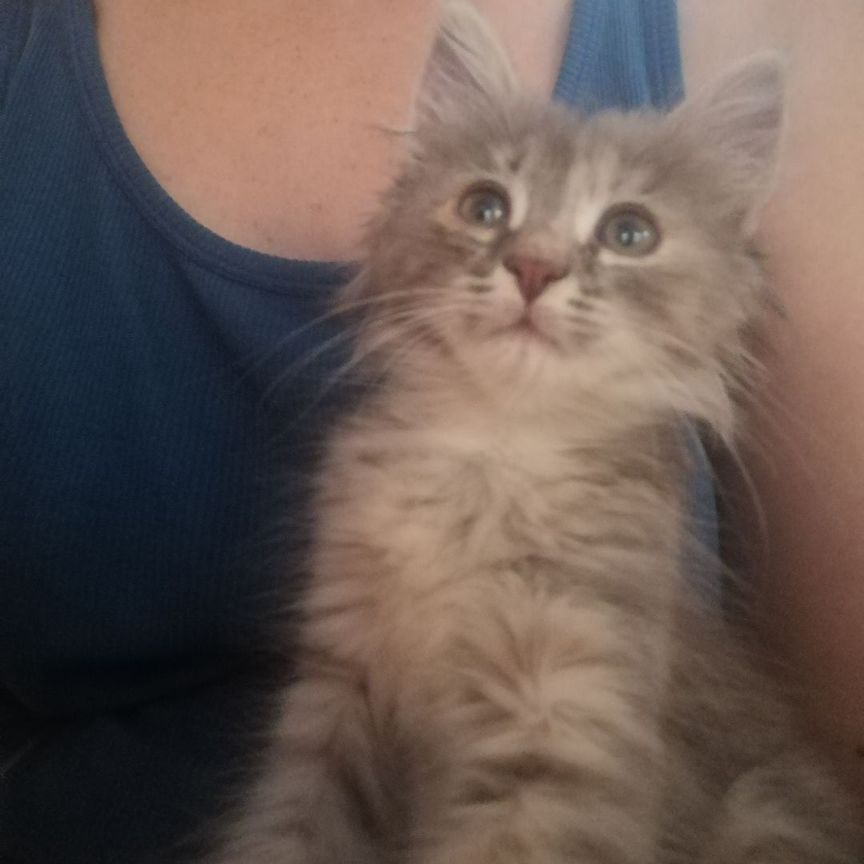 Котенок