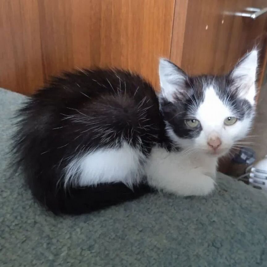Котёнок в добрые руки