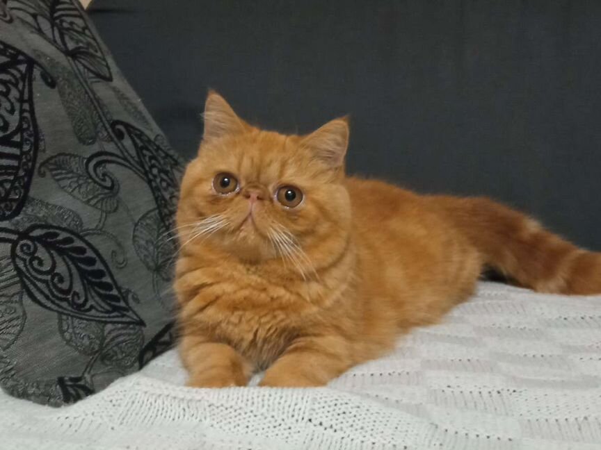 Котик экзот