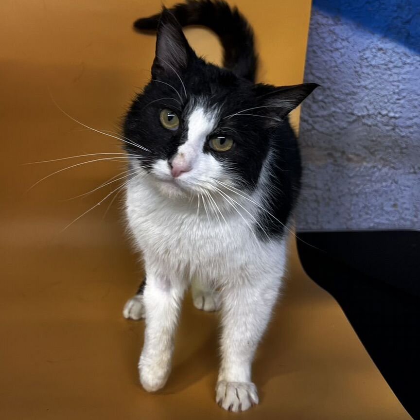 Котик ласковый в добрые руки