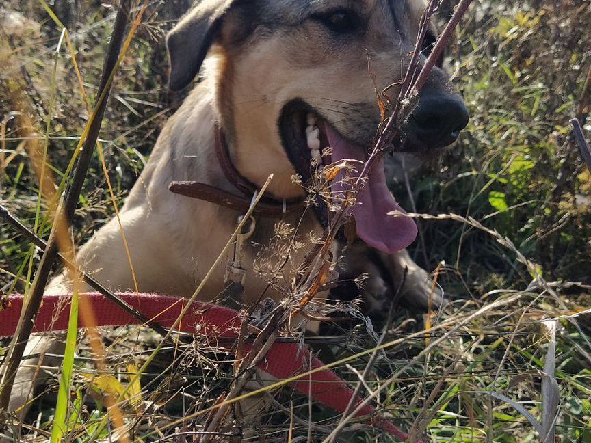 Собака в добрые руки, Дафна