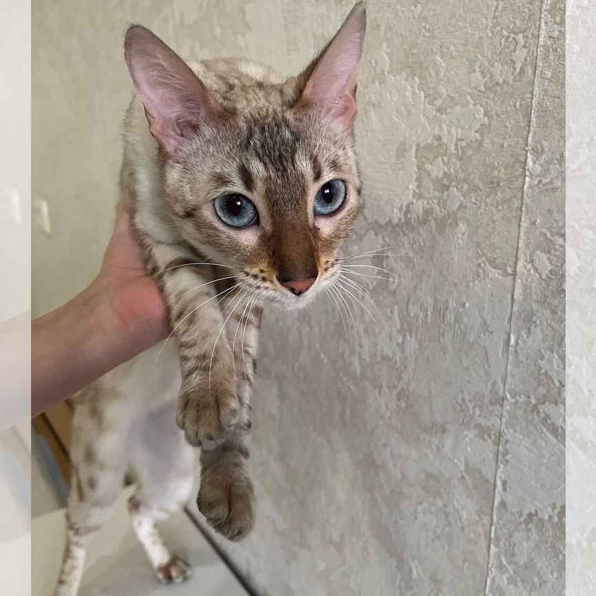 Бенгальская кошка15.10.2022