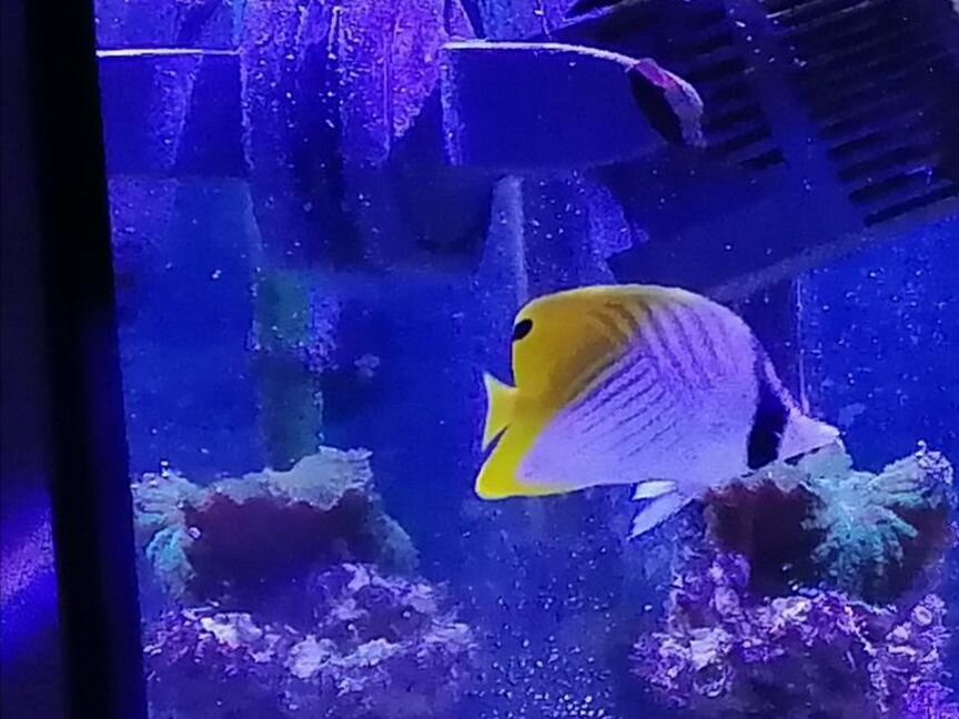 Морская рабка