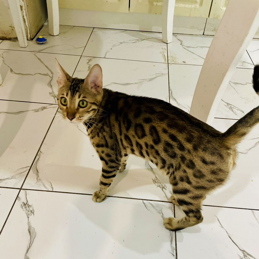 Бенгальская кошка