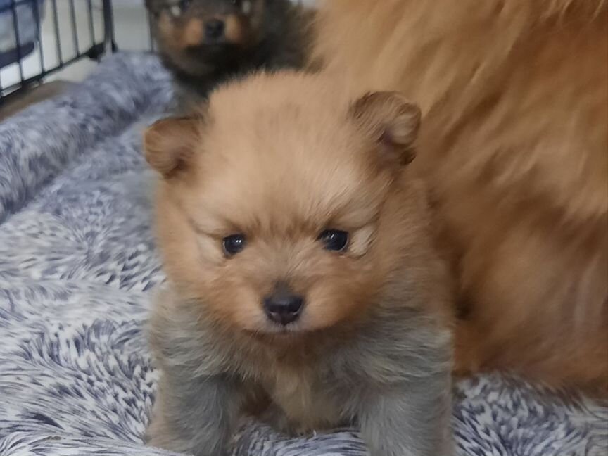 Щенки шпица