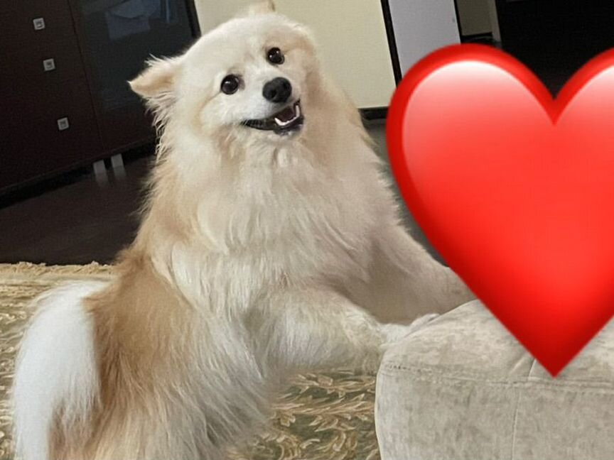 Вязка ищем невесту