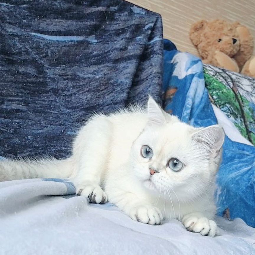 Шотландская девочка