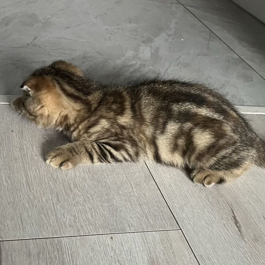 Котенок шиншила