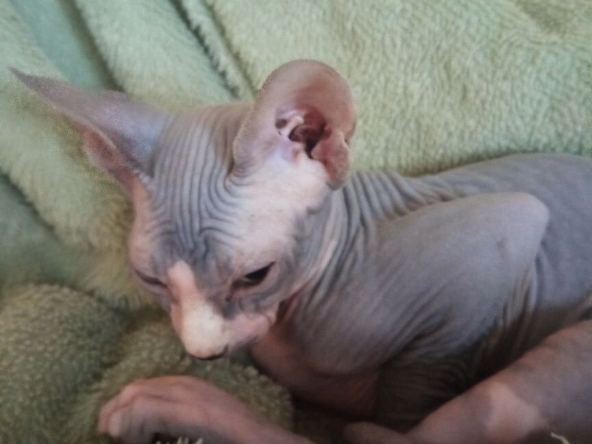 Канадский сфинкс котенок