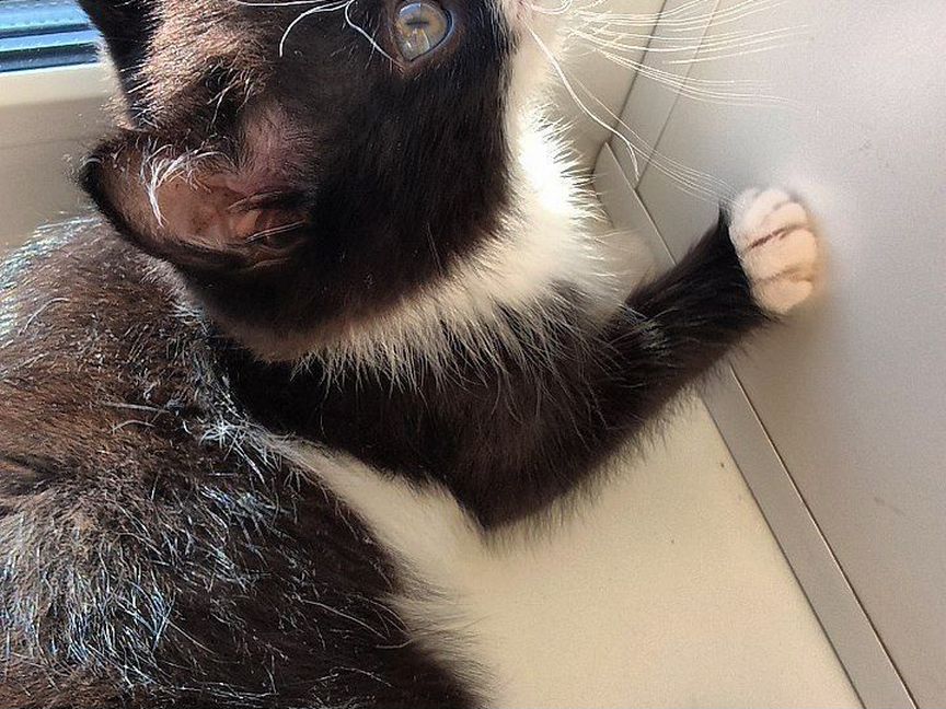 Котенок девочка