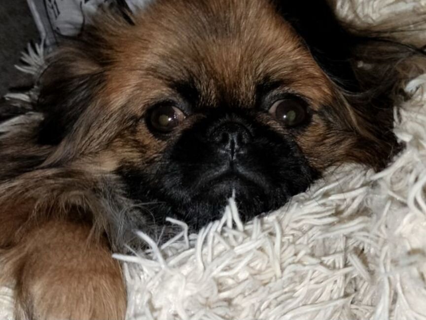 Девочке нужен жених пекинес