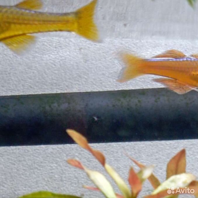 Псевдомугил Паскай (sp. red neon)