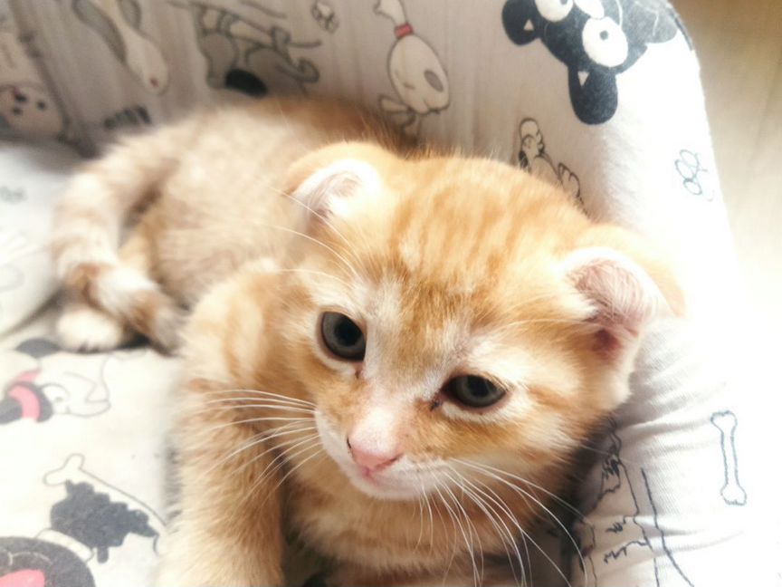 Британские котята