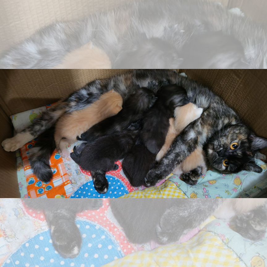 Британский длинношёрстный котёнок