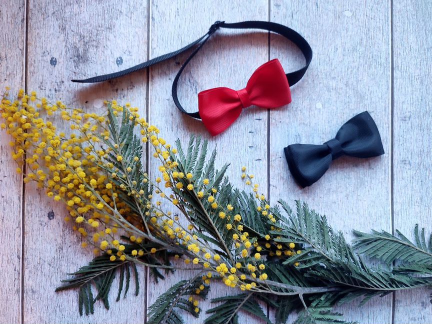 Бабочка для котов,собак