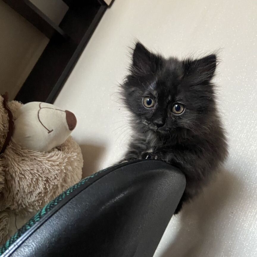 Котенок