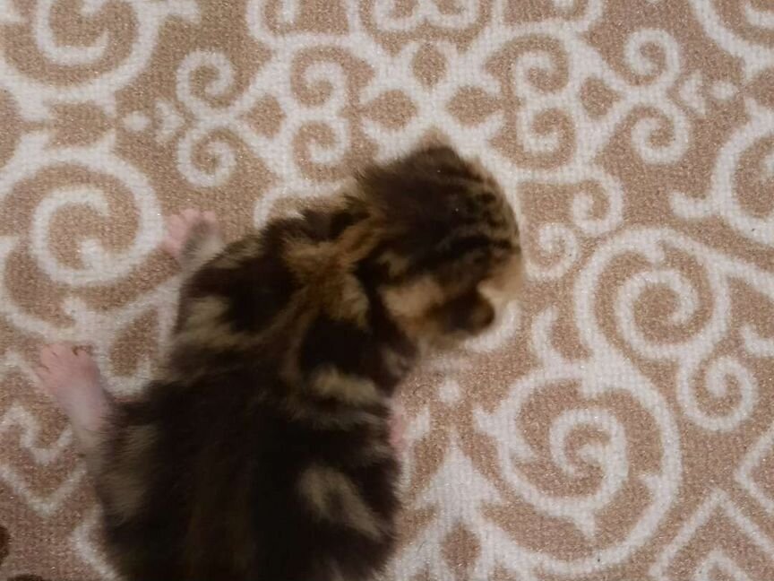 Котёнок последний