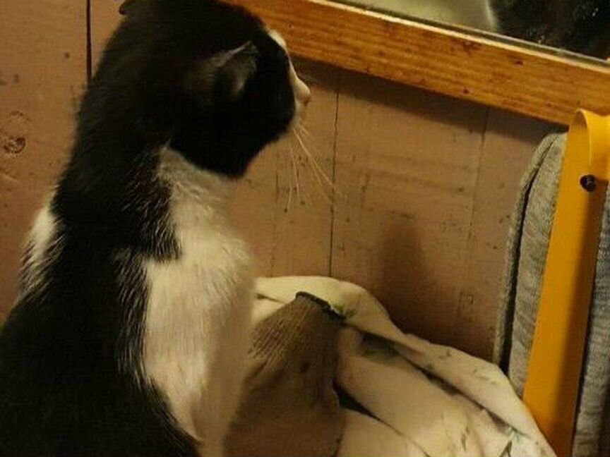 Котенок в дар