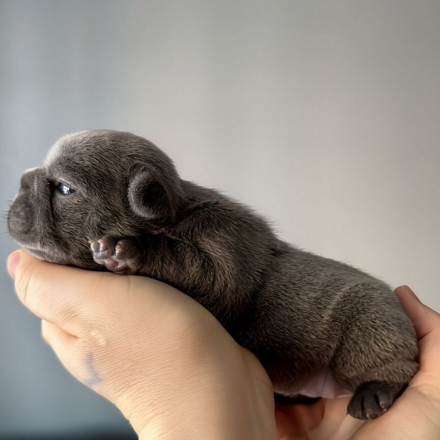 Французский бульдог, щенок