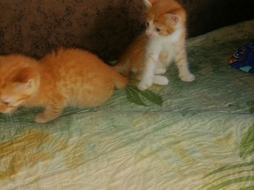 Котятки в добрые руки