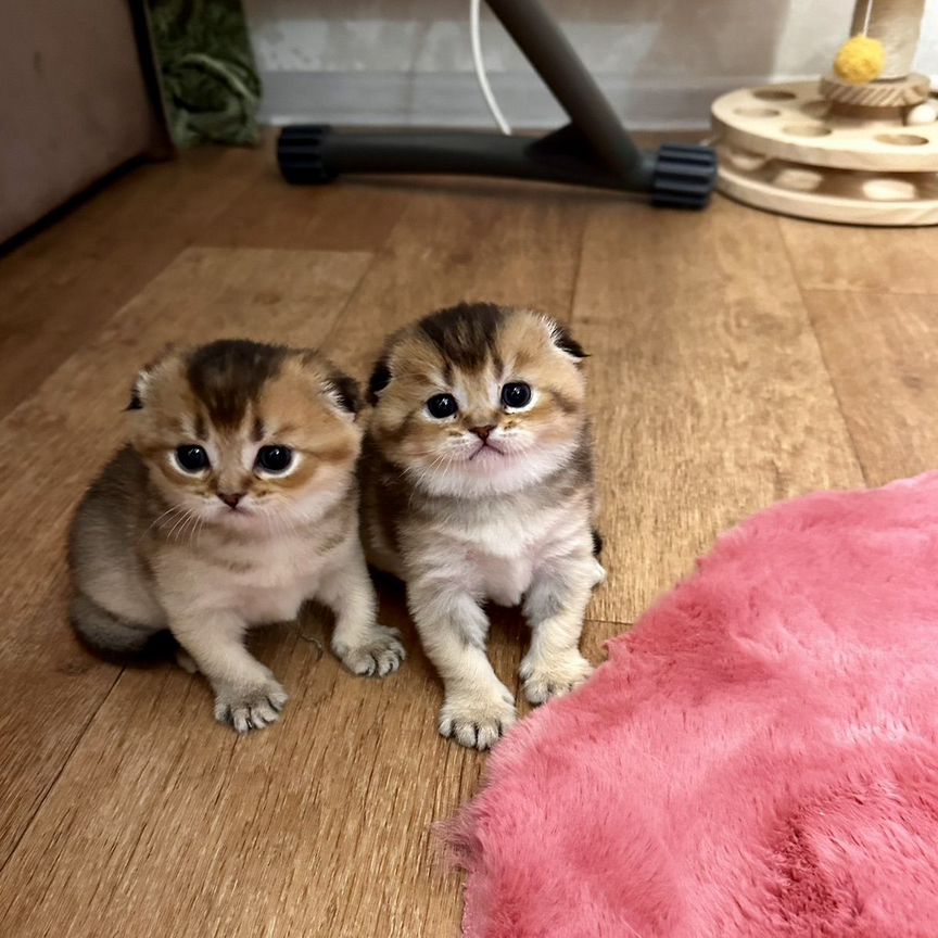 Шотландские вислоухие котята