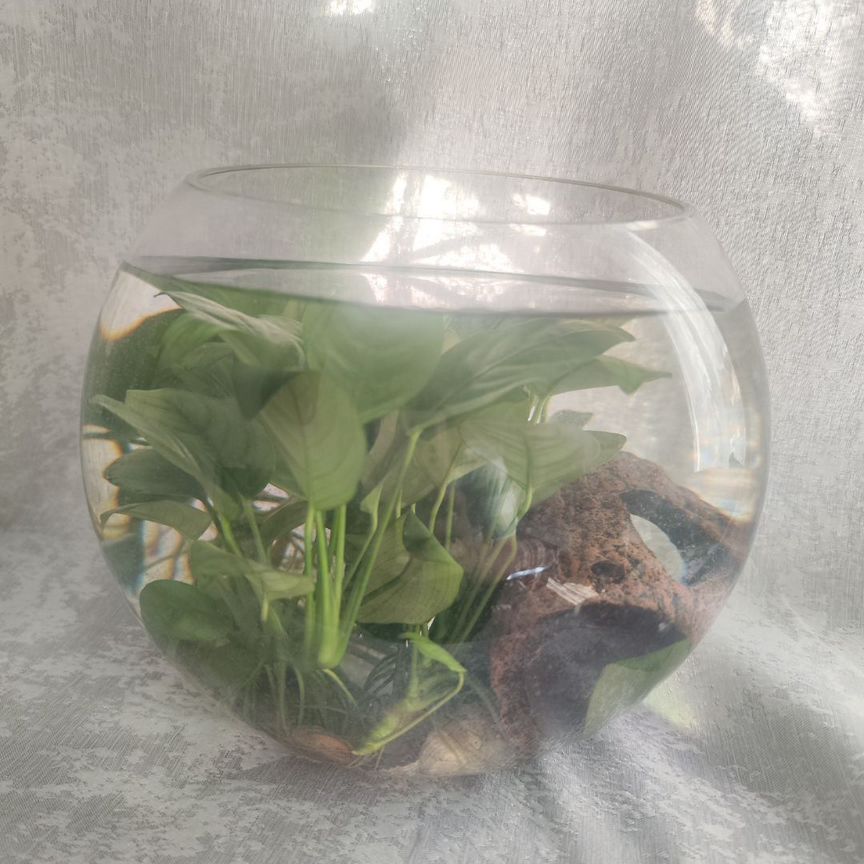 Аквариумные растения