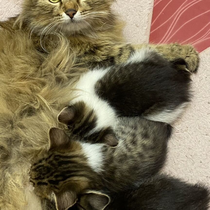 Котята