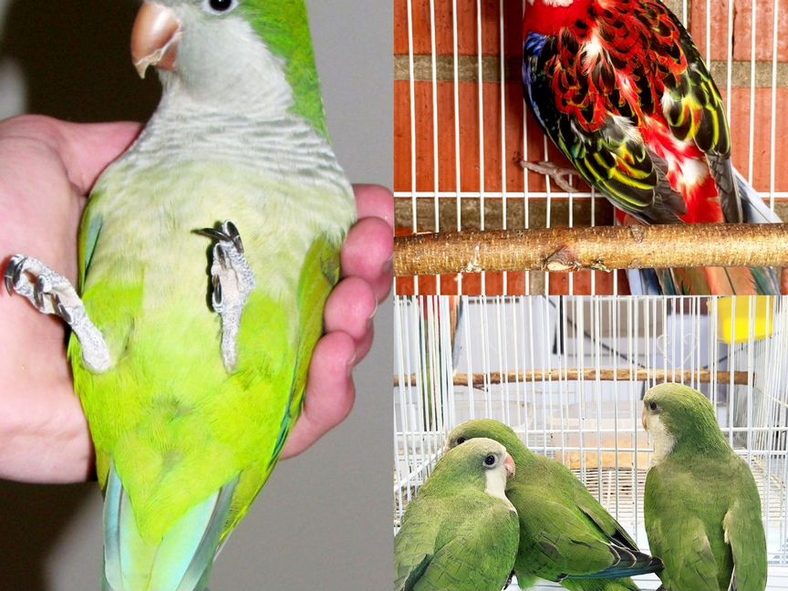 Попугай монах квакер и розелла (малыши)