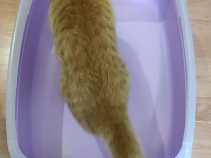 Лоток для кошек большой