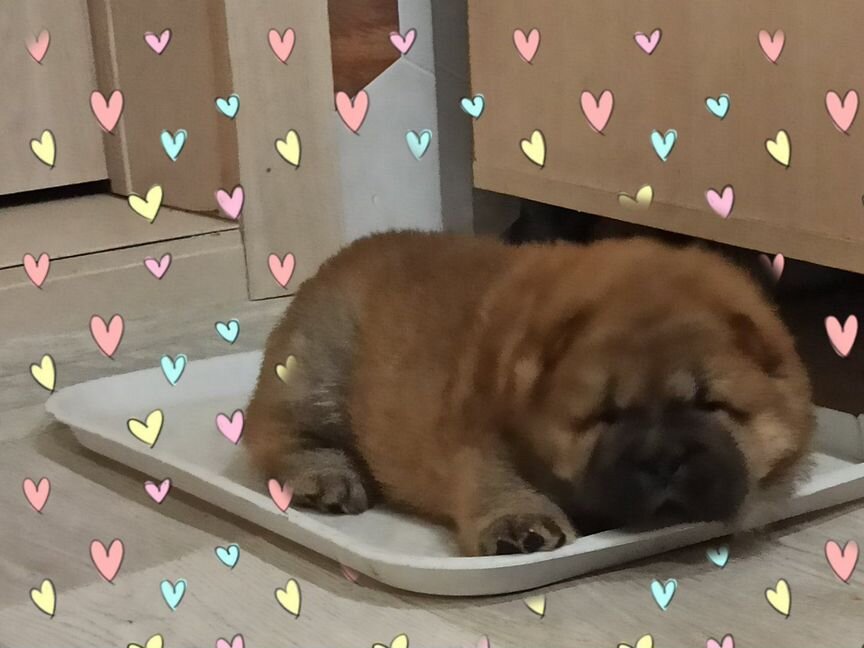 Щенки чау-чау