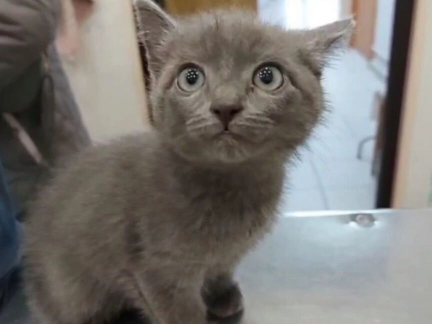 Котенок в добрые руки