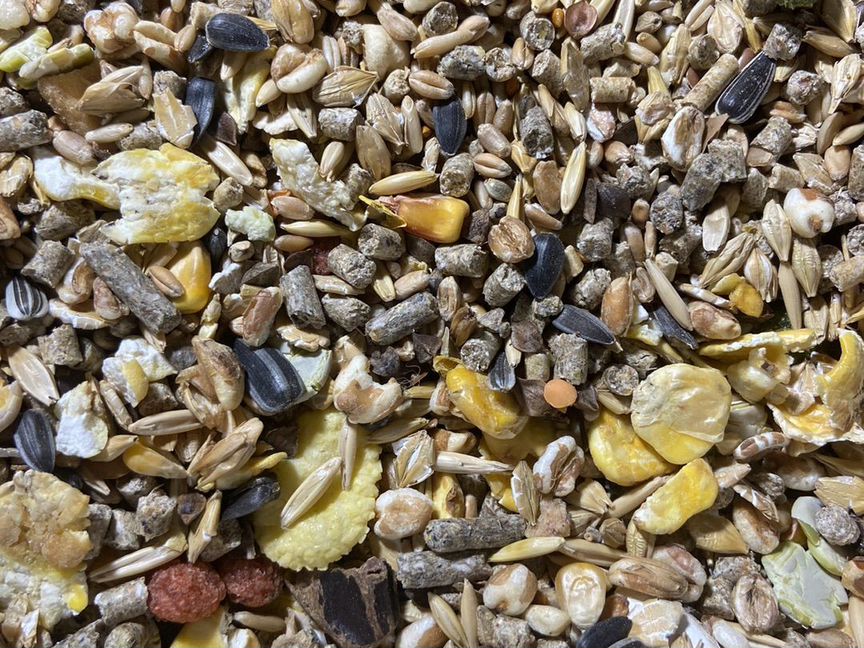 Корм для крыс