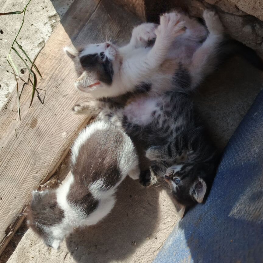 Котята