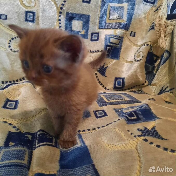 Британская шоколадная кошечка