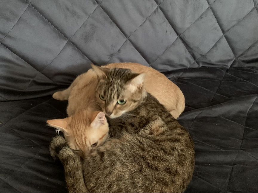 Котенок порода Саванна Savanna f3