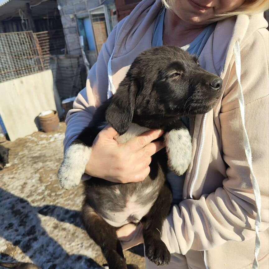 Щенок в добрые руки бесплатно