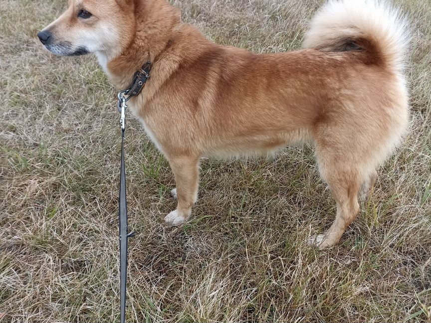 Карело финская лайка