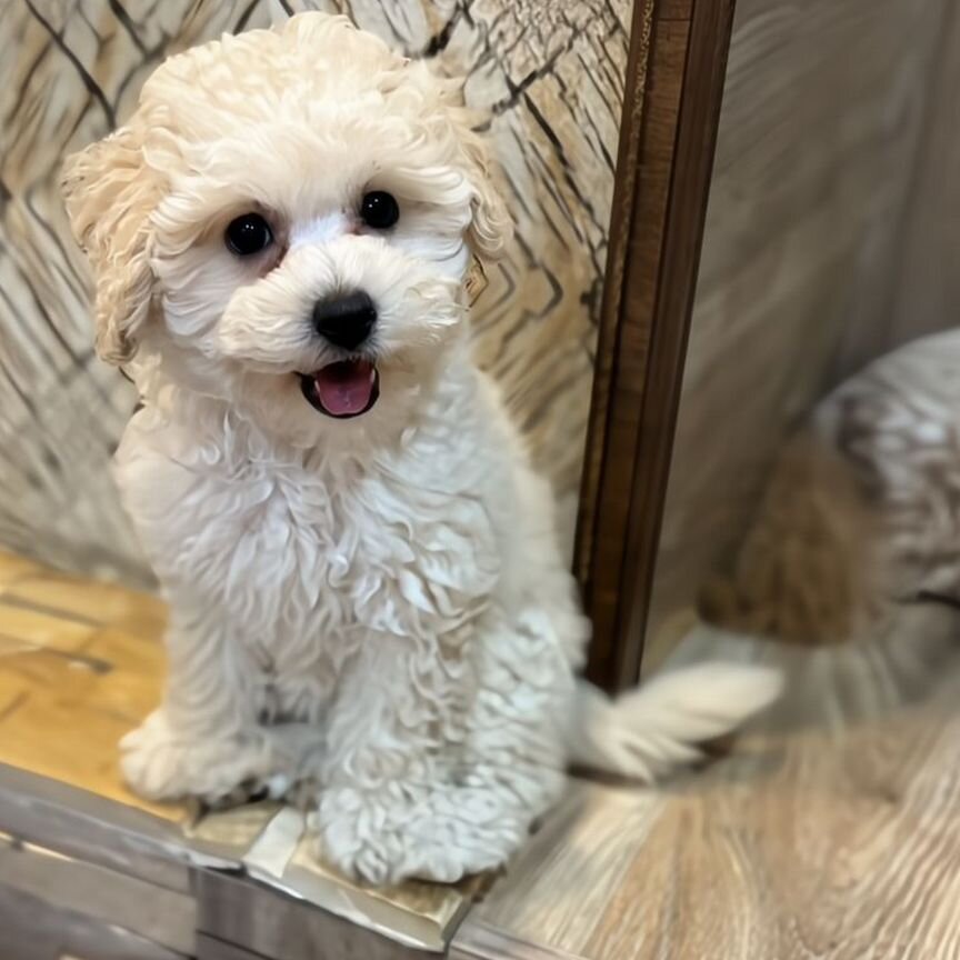 Той-пудель, щенок