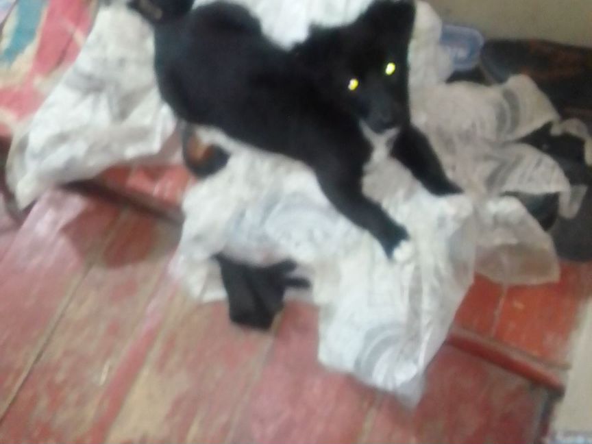 Щенки и котята