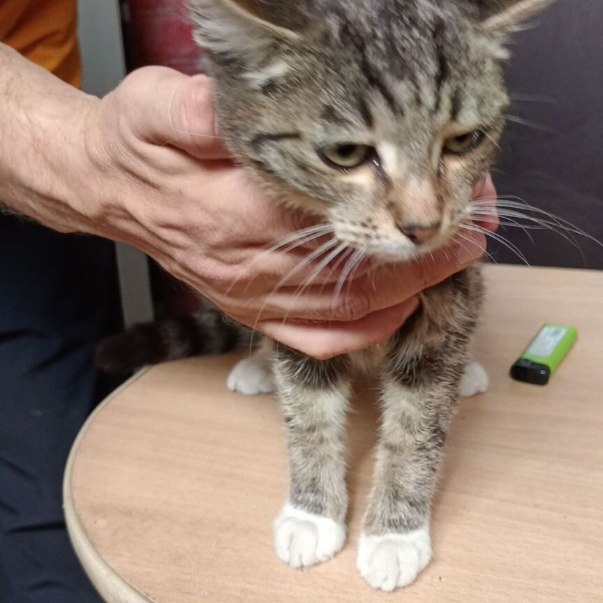 Котик