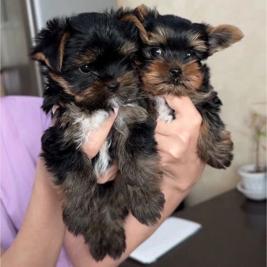 Йоркширский терьер, щенок