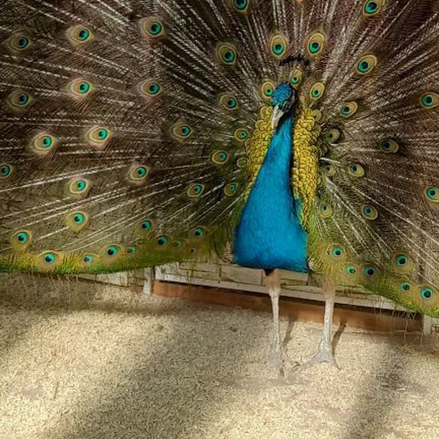 Синий индийский павлин
